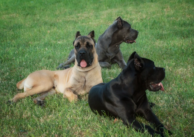 The Ultimate Cane Corso Mastiff Puppy Ownership Guide - Pawrade.com