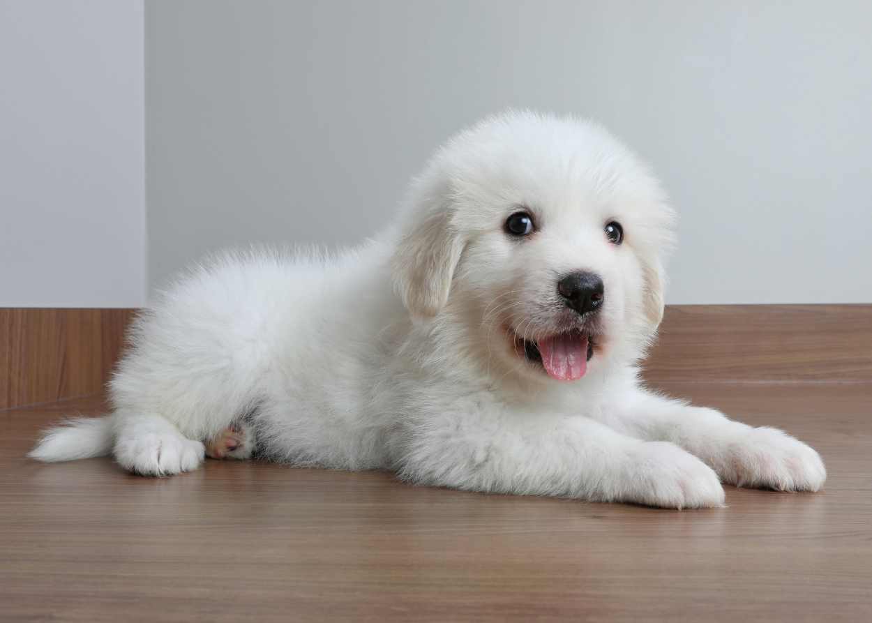 The Ultimate Great Pyrenees Puppy Ownership Guide - Pawrade.com