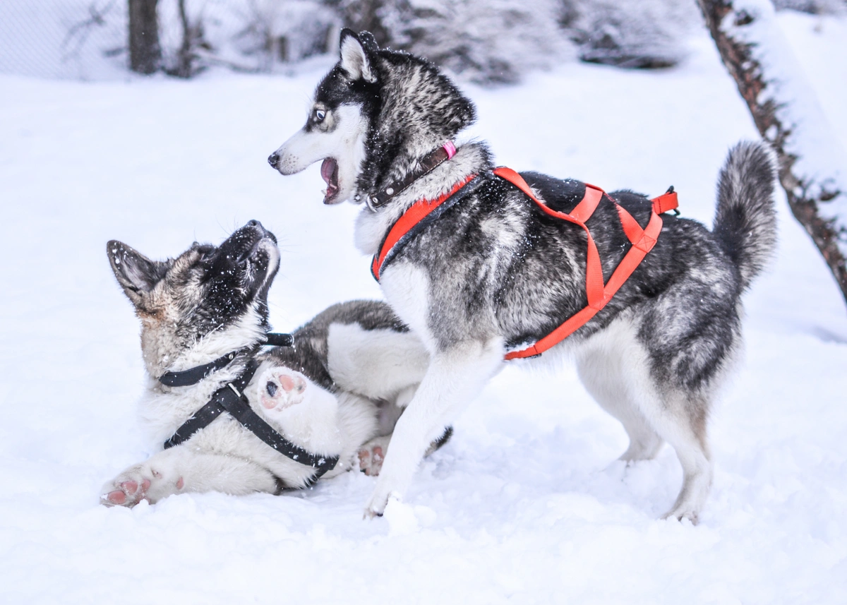 The Ultimate Siberian Husky Puppy Ownership Guide - Pawrade.com