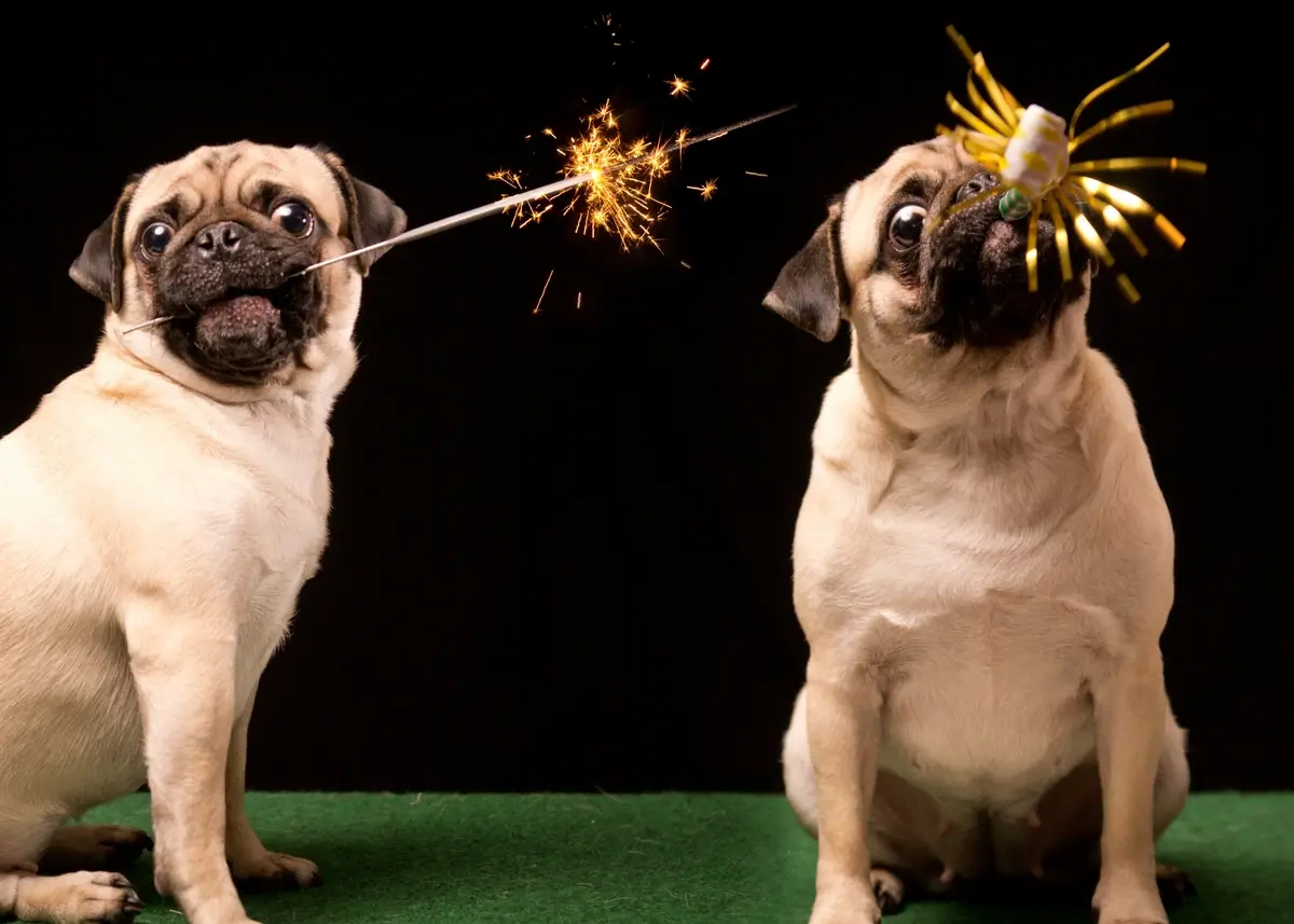 14 Tips to Celebrate New Year’s Eve Safely With Your Puppy - Pawrade.com