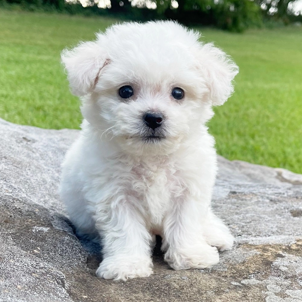All About Fluffy Dog Breeds | PuppySpot