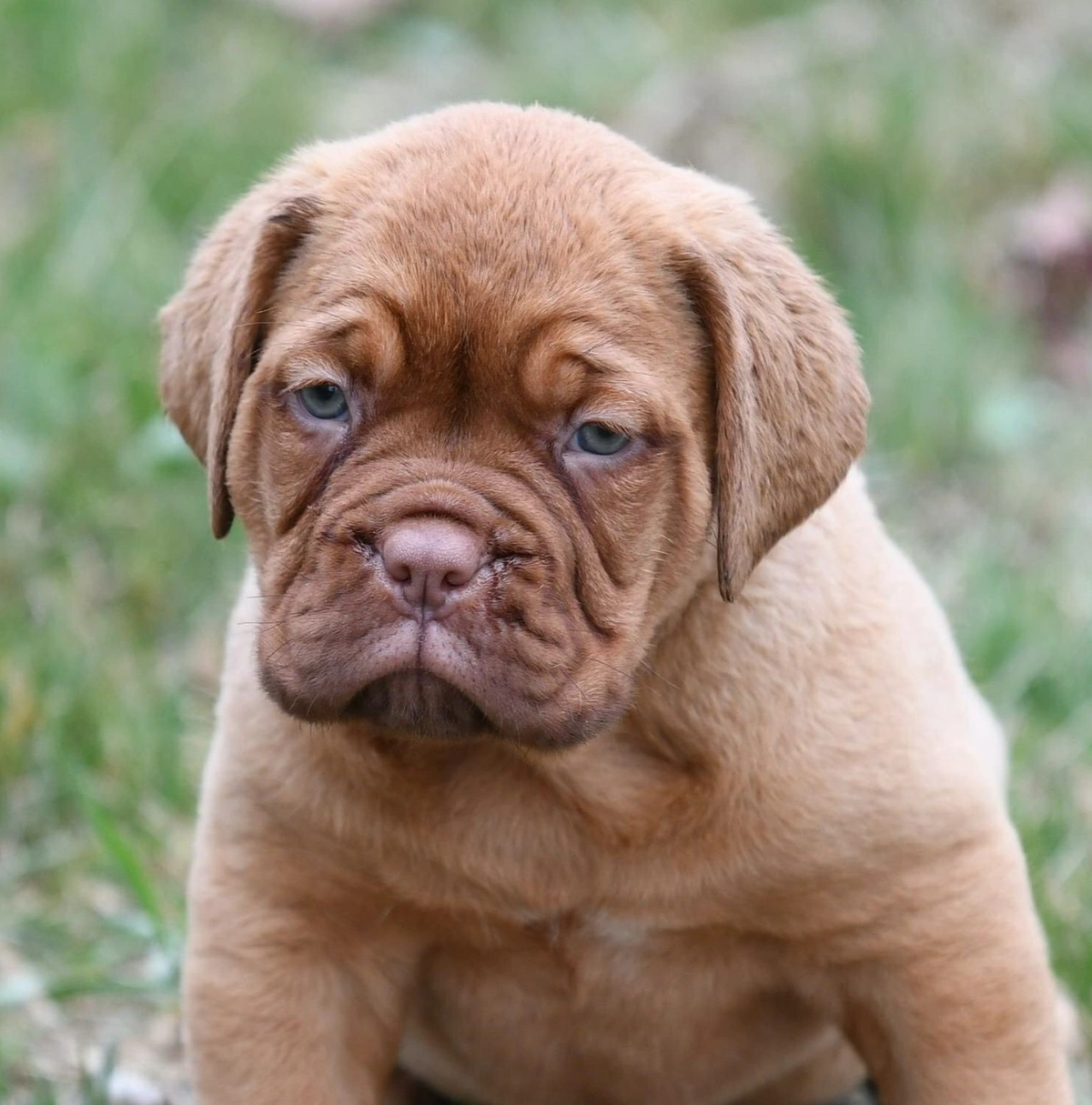 Your Guide to The Strongest Dog Breeds | PuppySpot