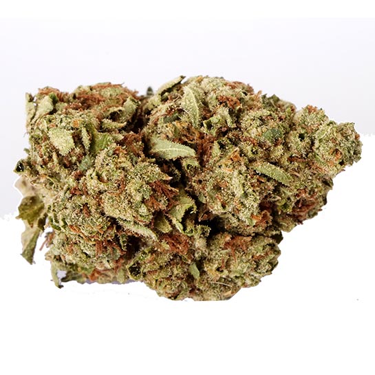 King Louis Strain Profile | MAMA'S GANJA