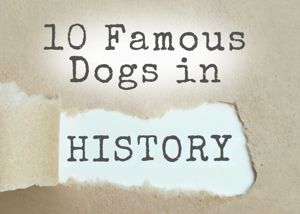 Top 10 Famous Dogs in History - Pawrade.com