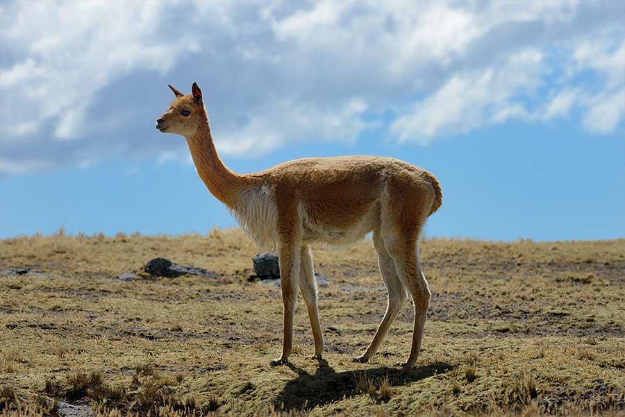 Animaux typiques du Pérou : du lama au condor des Andes - Odysway