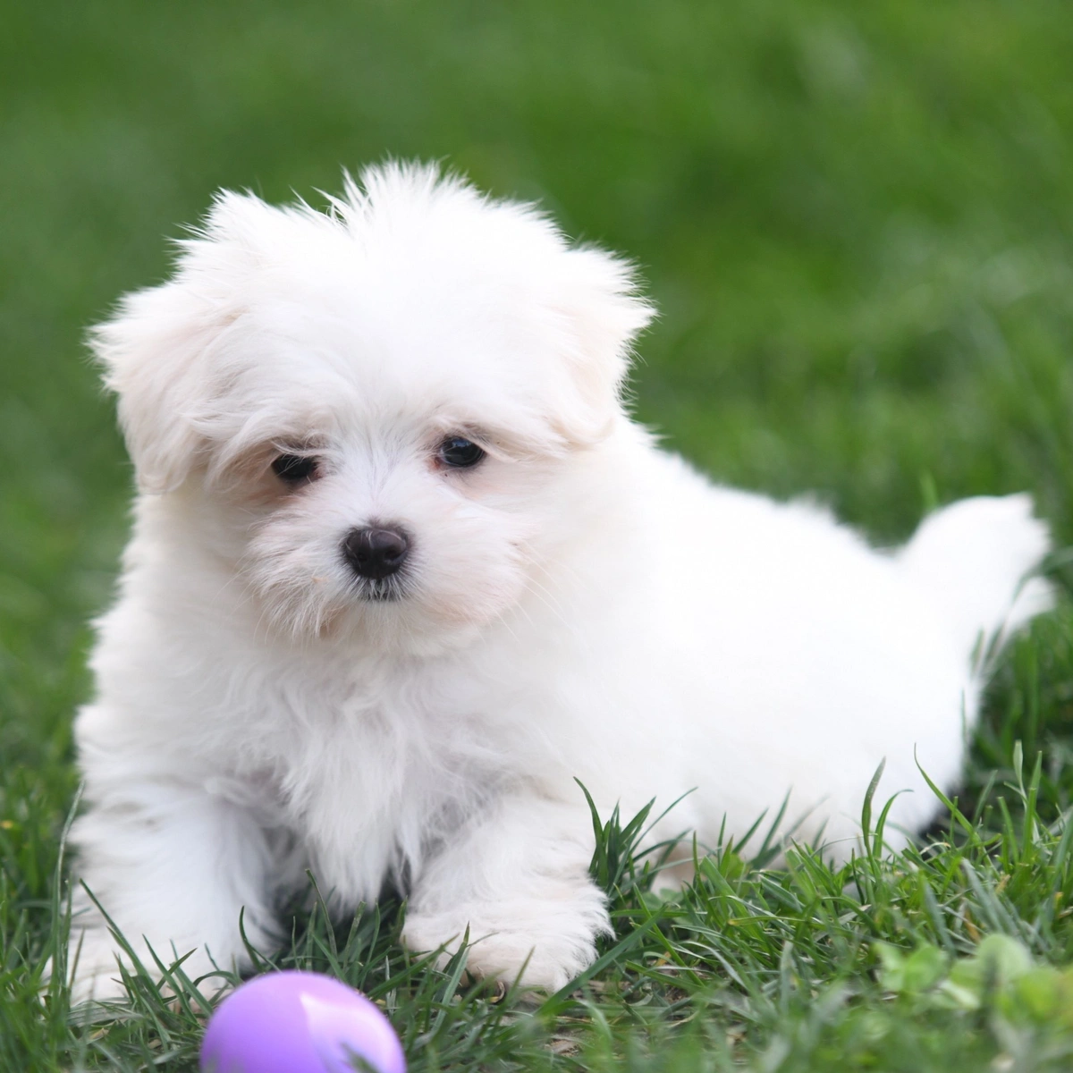 White Fluffy Puppies White Dog Breeds: Our Top Picks
