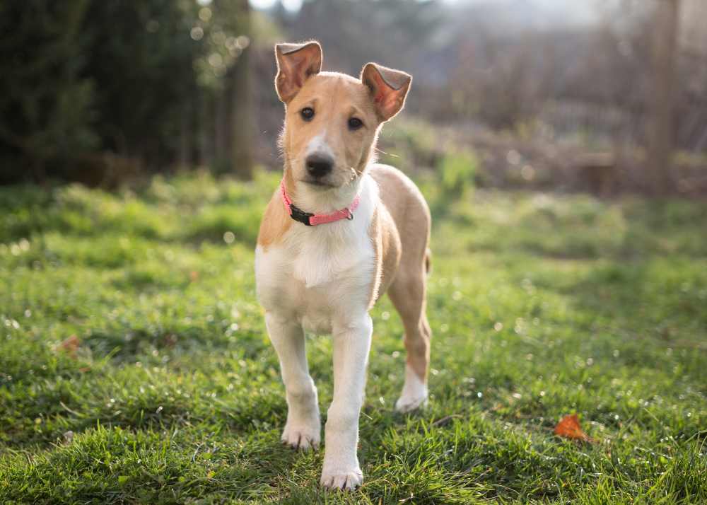 Meet These 4 Types of Collies on World Collie Day - Pawrade.com