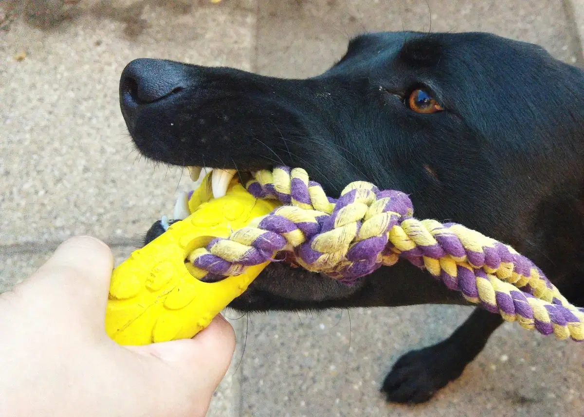 Is Playing Tug of War Good For My Puppy Pawrade