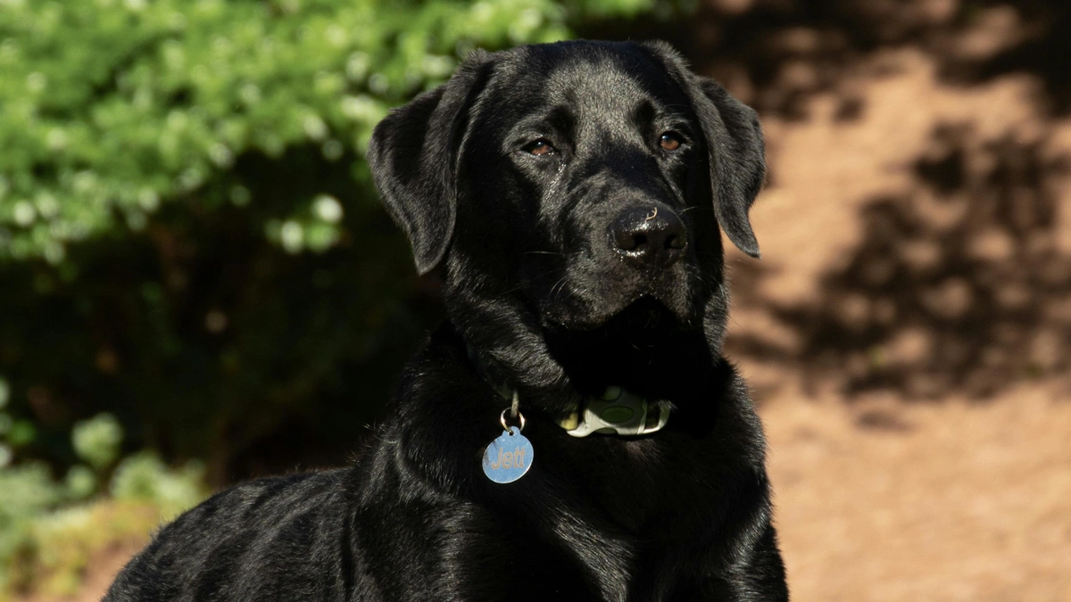 Amazing Black Dogs That Make Great Pets | PuppySpot