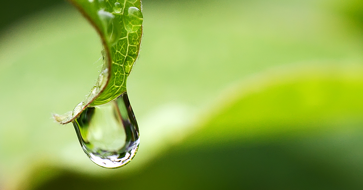A Detention Roof Creates a Green Roof ROI