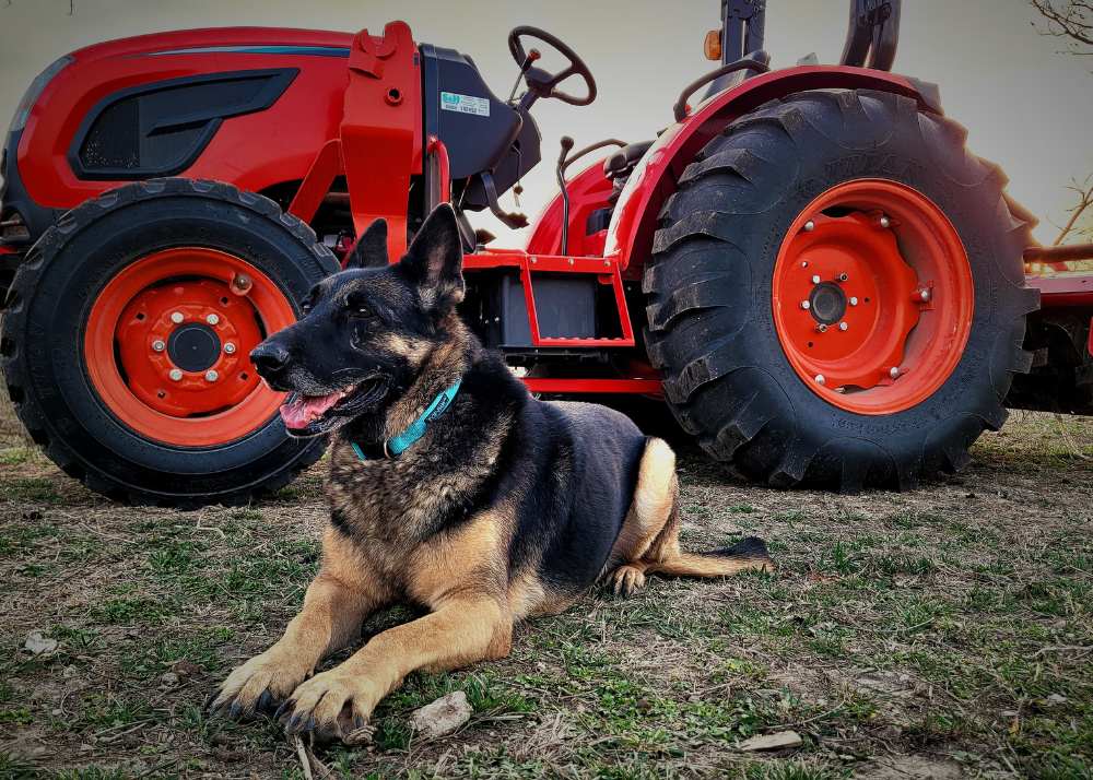 Spotlight on Pawrade Puppy Breeder Caitlyn - Pawrade.com