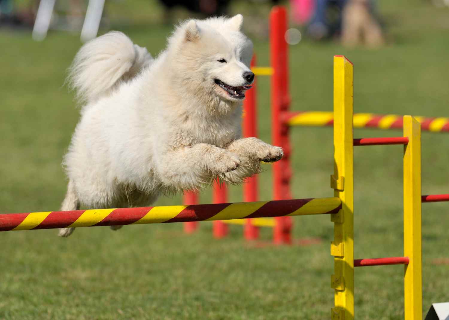 The Ultimate Samoyed Puppy Ownership Guide - Pawrade.com