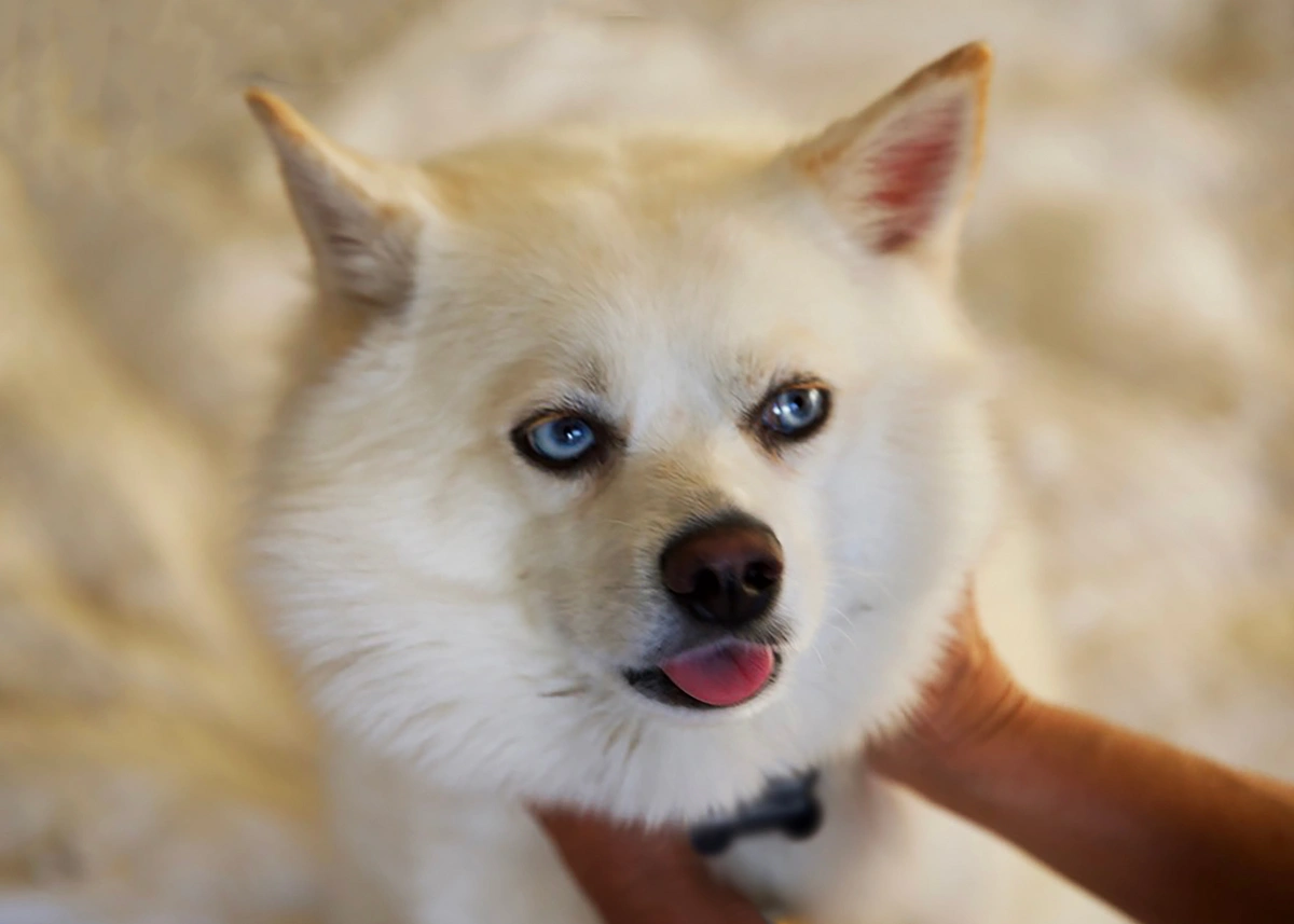 18 Hybrid Designer Dog Breeds You Don't Want to Miss - Pawrade.com