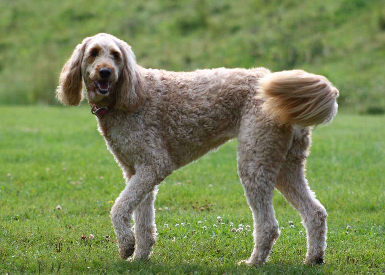 The Ultimate Labradoodle Puppy Ownership Guide - Pawrade.com