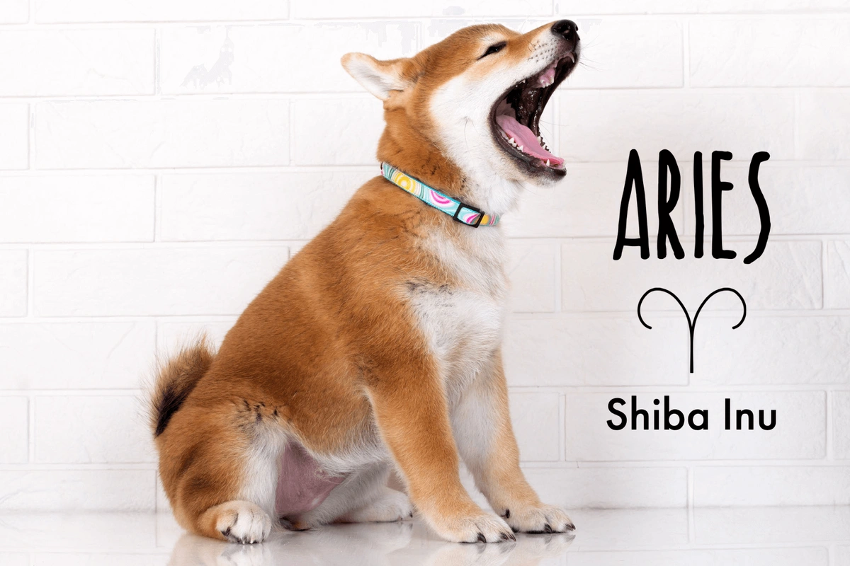 Dog breeds as zodiac signs 60 photos - Youhoroscope.com