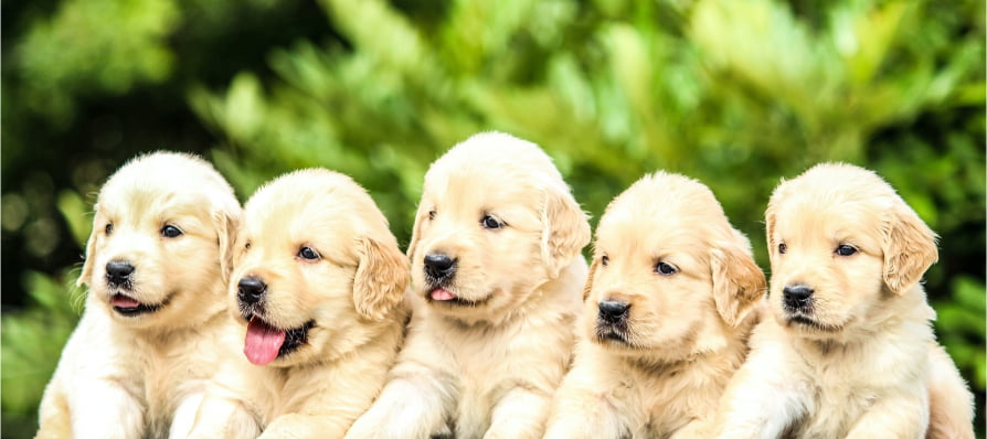 Our Breeder Standards | PuppySpot