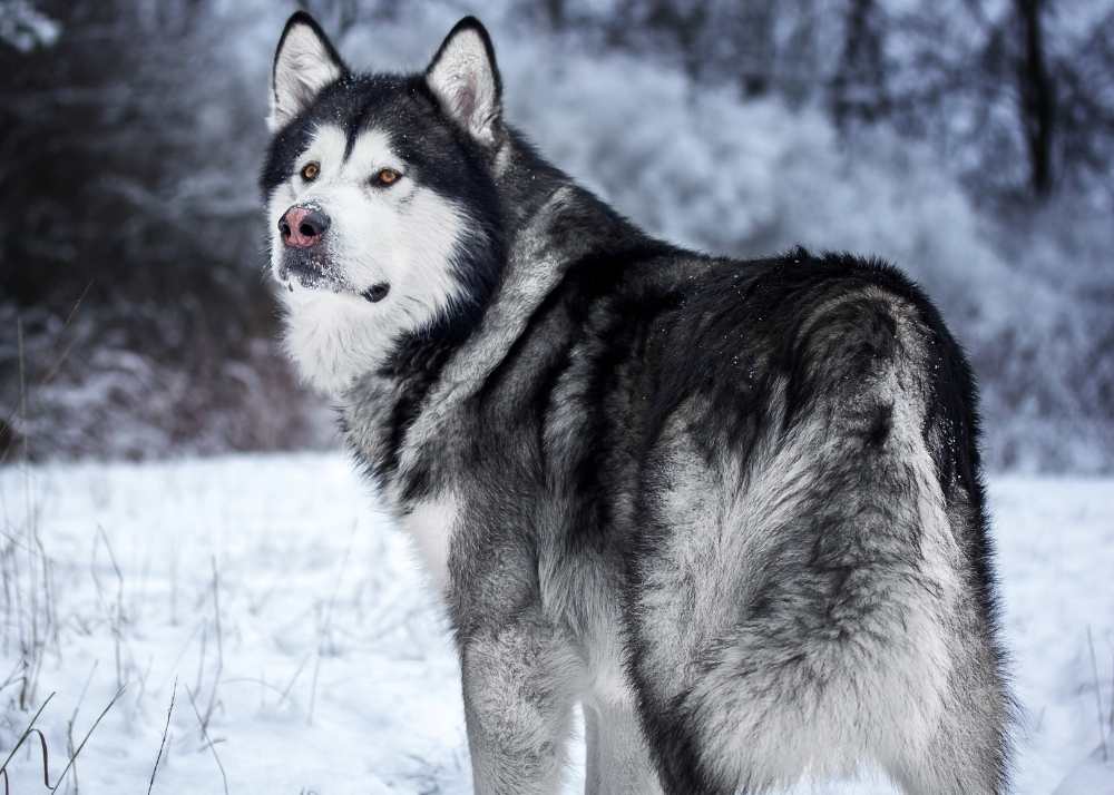 The Ultimate Alaskan Malamute Puppy Ownership Guide - Pawrade.com