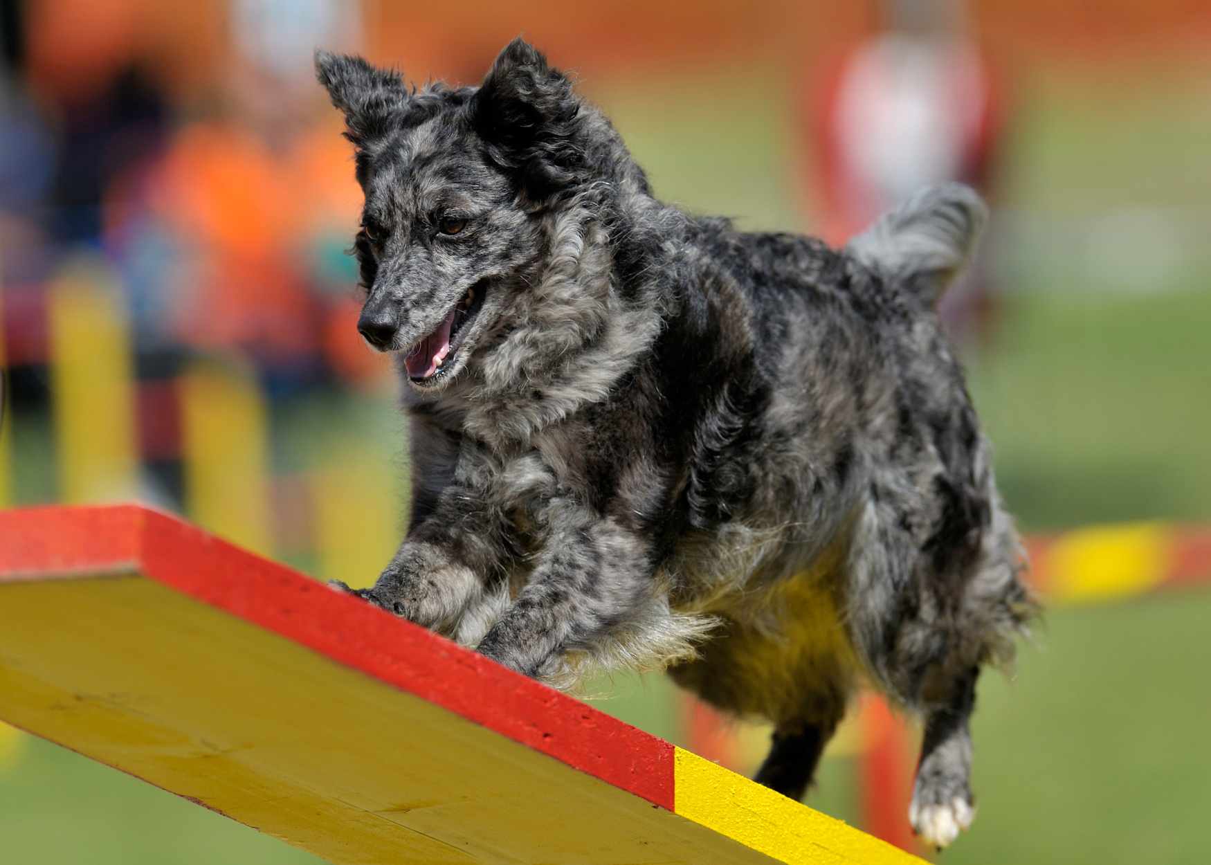 Meet the Newly Recognized AKC Dog Breeds - Pawrade.com