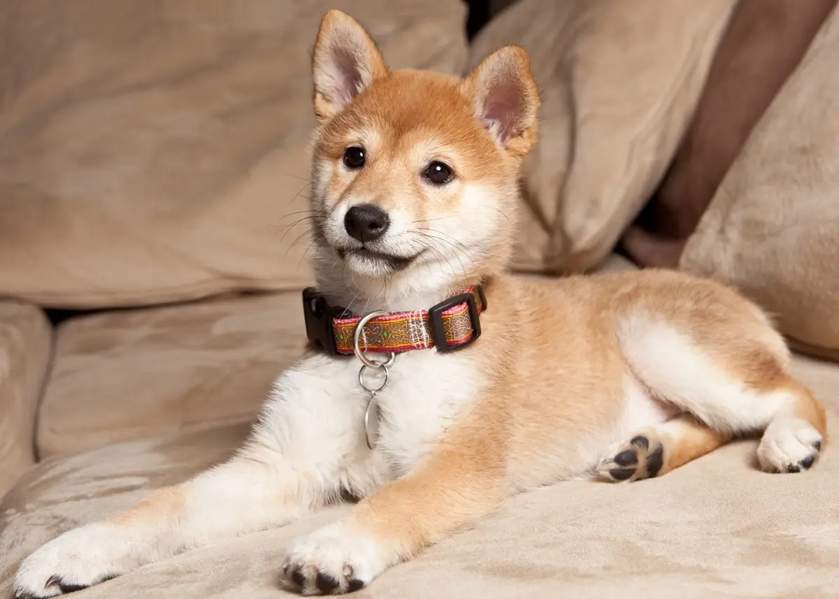 The Ultimate Shiba Inu Puppy Ownership Guide - Pawrade.com