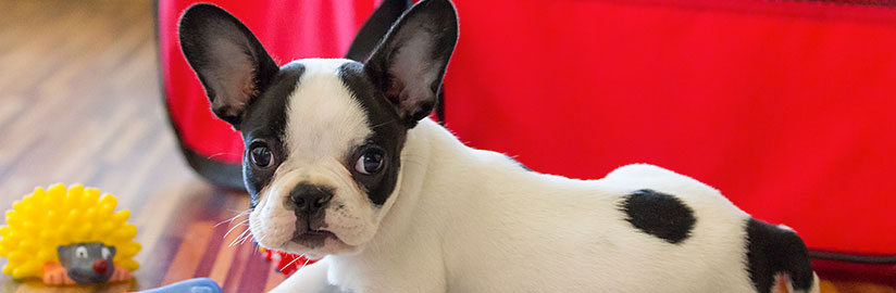 Your Puppy's Development: 12-16 Weeks | PuppySpot