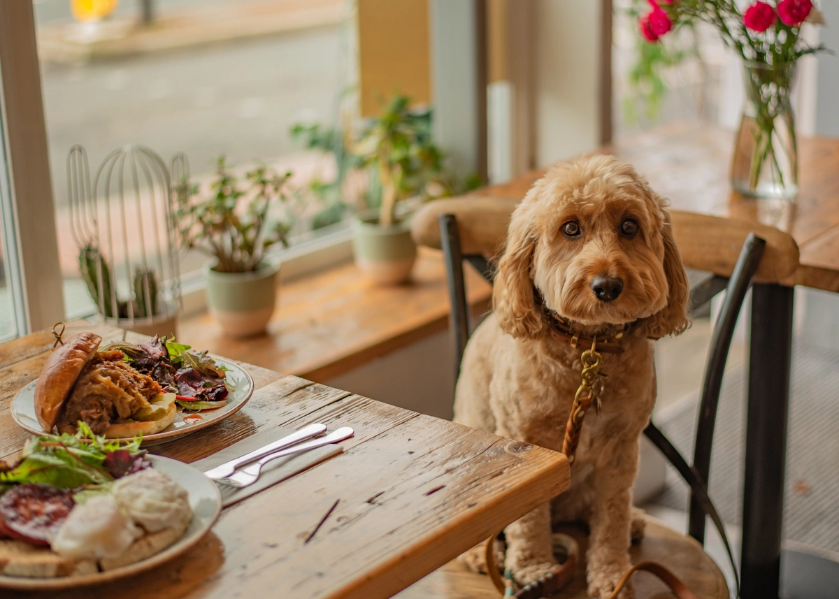 The Ultimate Cavapoo Puppy Ownership Guide - Pawrade.com