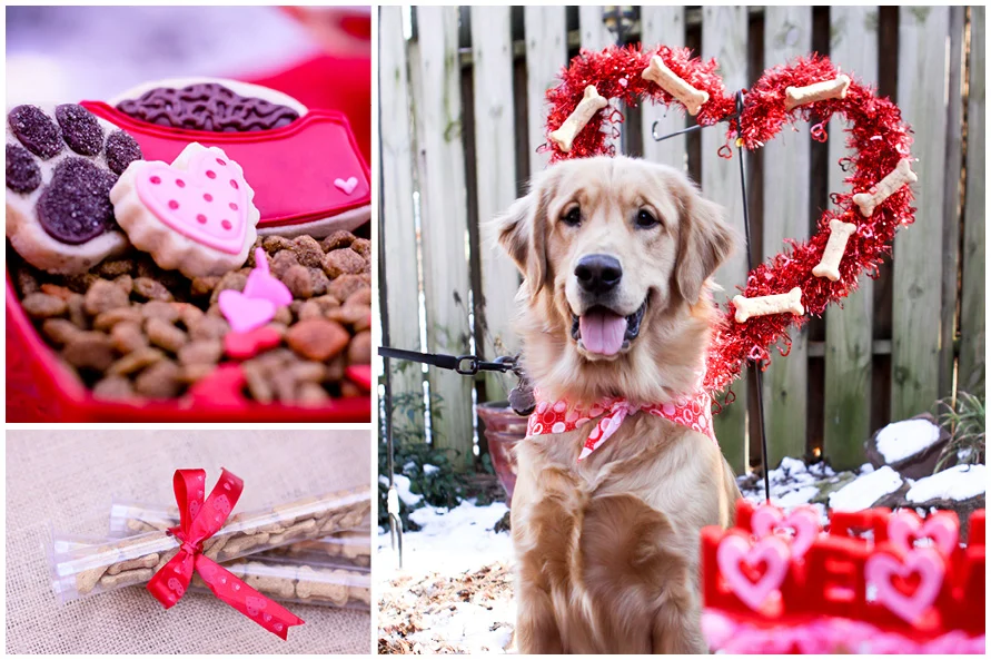 How to Show Love to Your Puppy This Valentine's Day - Pawrade.com