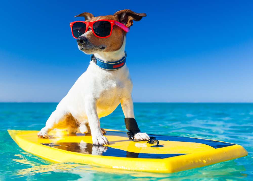 Pawrade.com - Blog - Learning Center