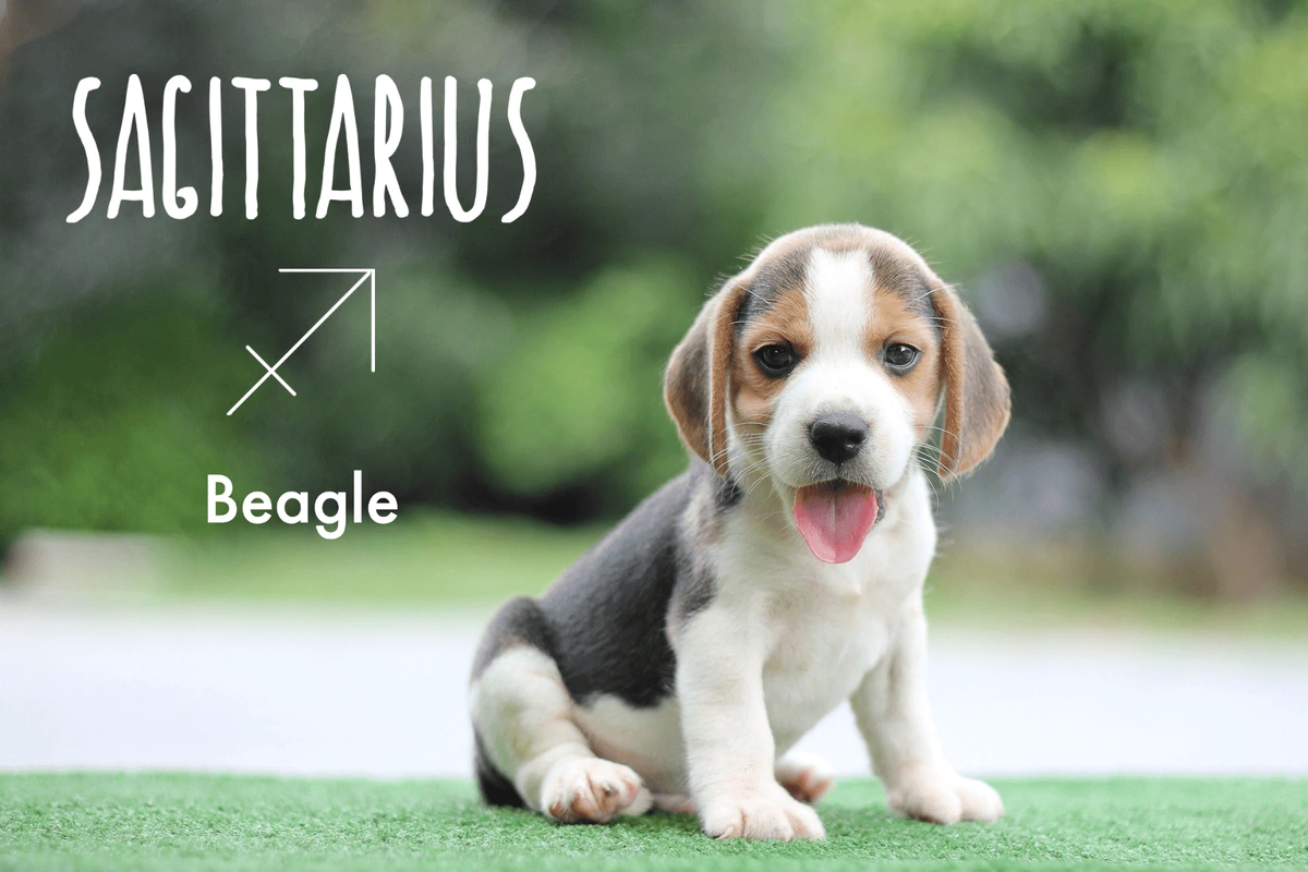 Find the Dog Breed that Matches Your Zodiac Sign - Pawrade.com