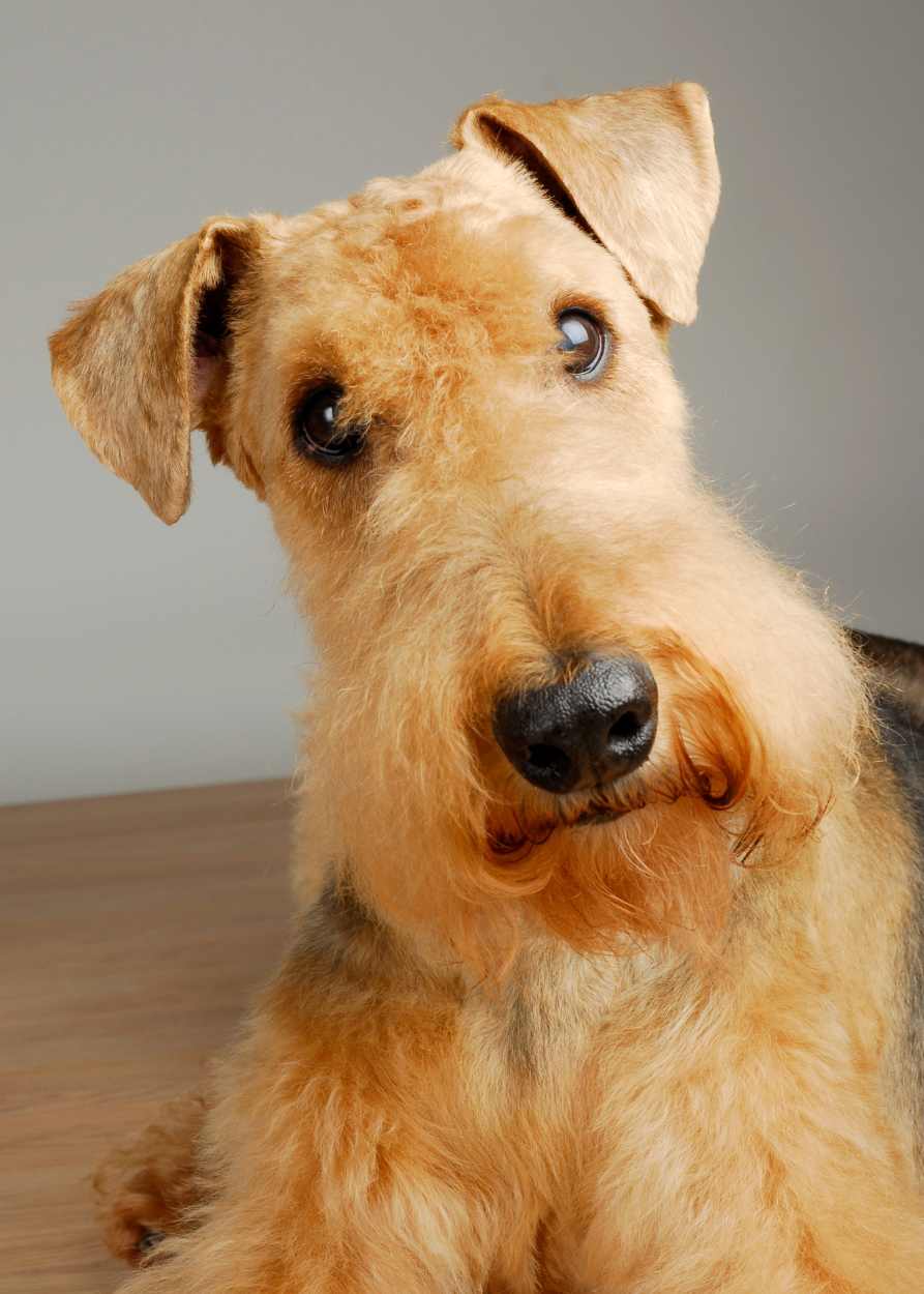 10 Terrific Terrier Dog Breeds to Know - Pawrade.com