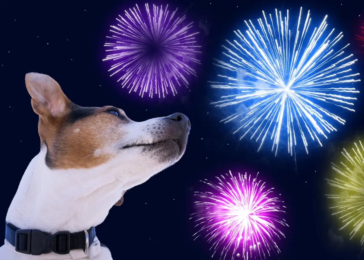 14 Tips to Celebrate New Year’s Eve Safely With Your Puppy - Pawrade.com