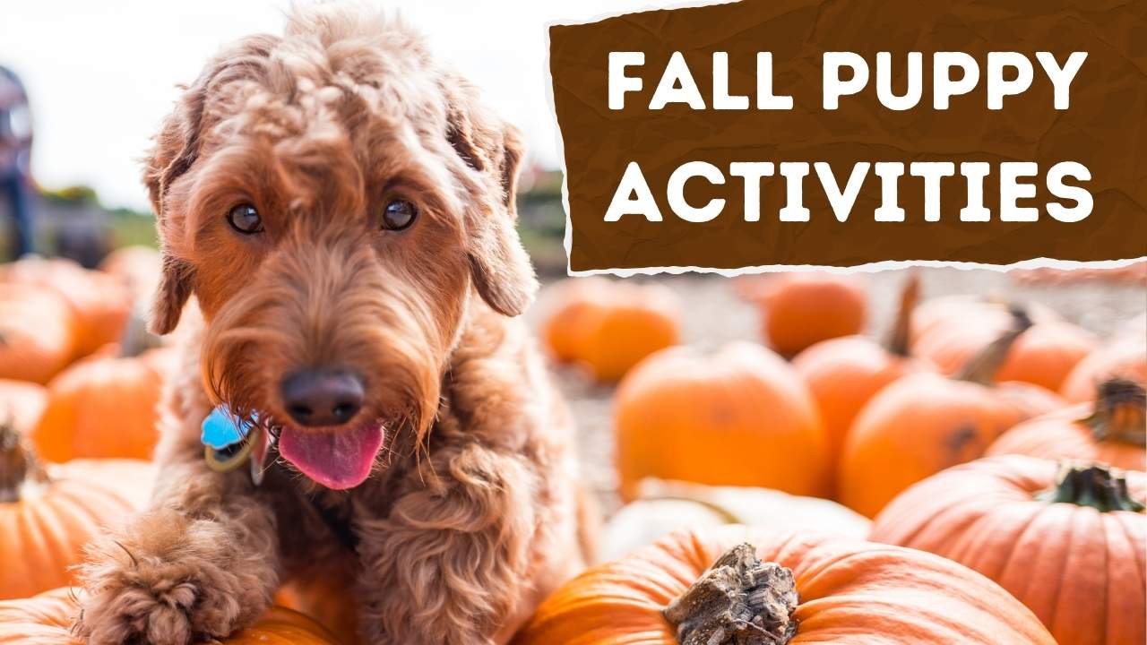Fabulous Fall Activities To Do With Your Puppy This Autumn - Pawrade.com