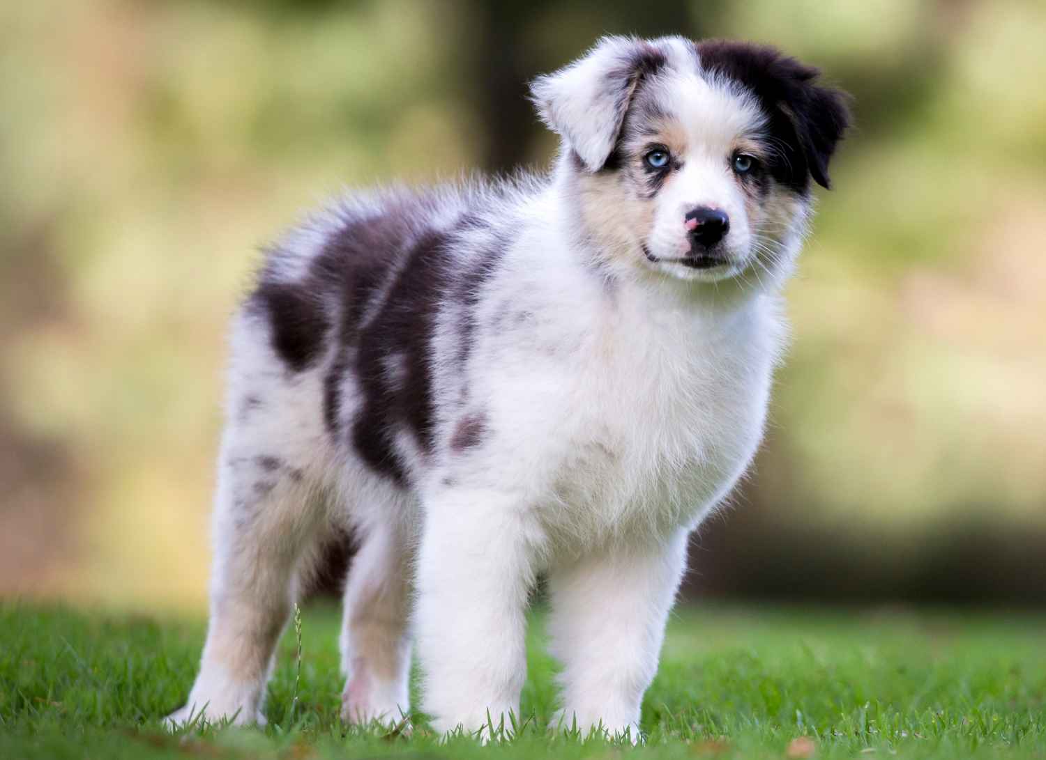 The Perfect Dog Breed for You, Based on Your Enneagram Personality Type ...