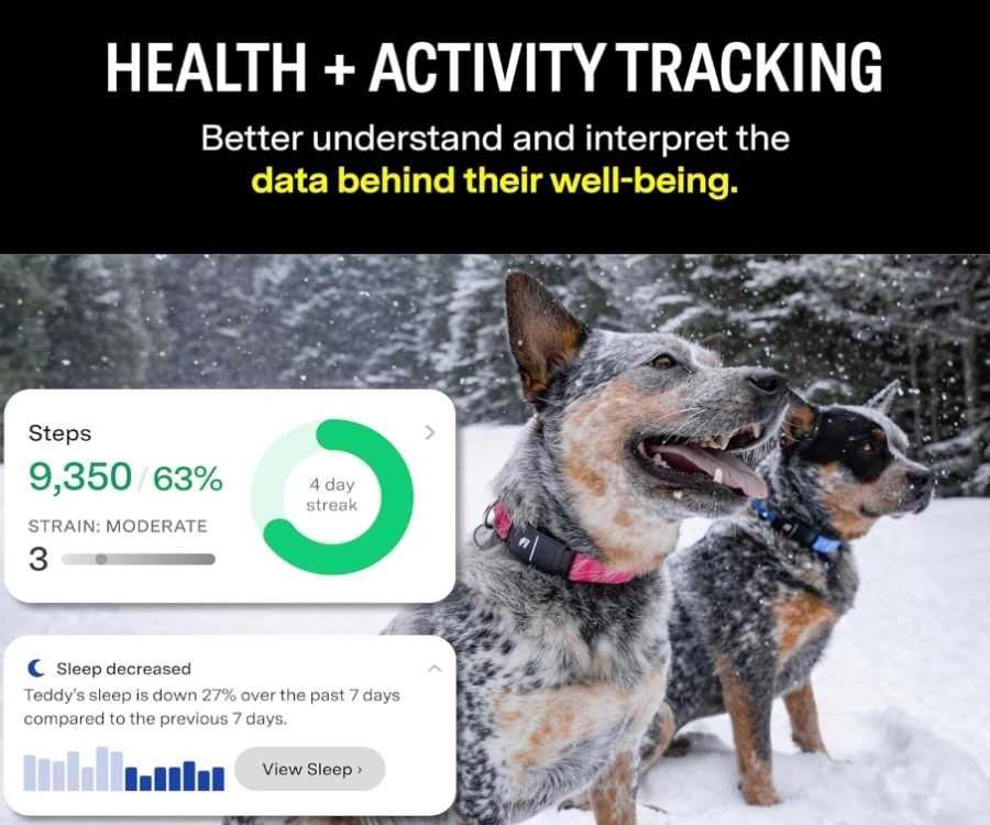 2024 Black Friday & Cyber Monday Dog Deals - Pawrade.com