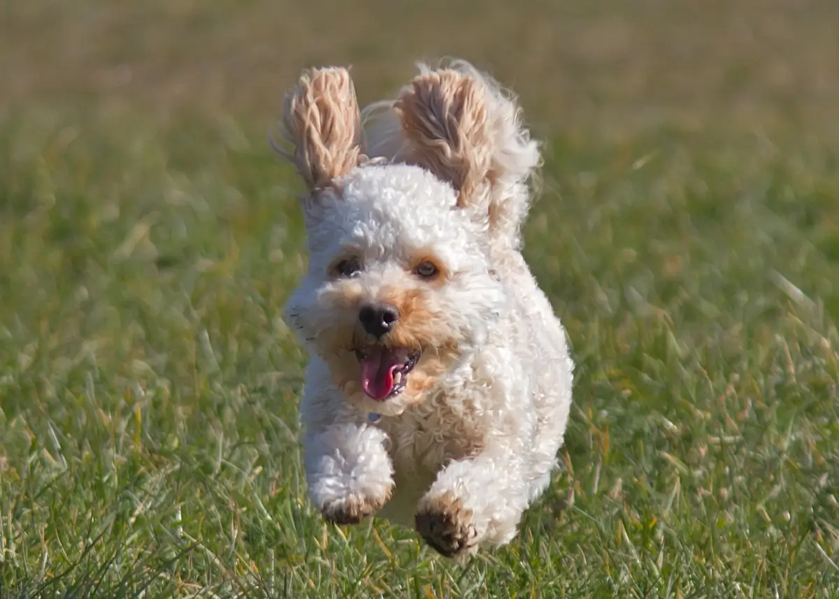 The Ultimate Cavapoo Puppy Ownership Guide - Pawrade.com