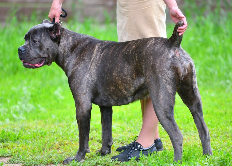 The Ultimate Cane Corso Mastiff Puppy Ownership Guide - Pawrade.com