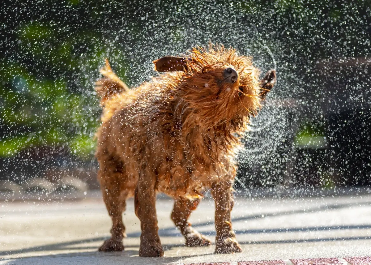17 Fun Ways to Keep Your Puppy Cool This Summer - Pawrade.com