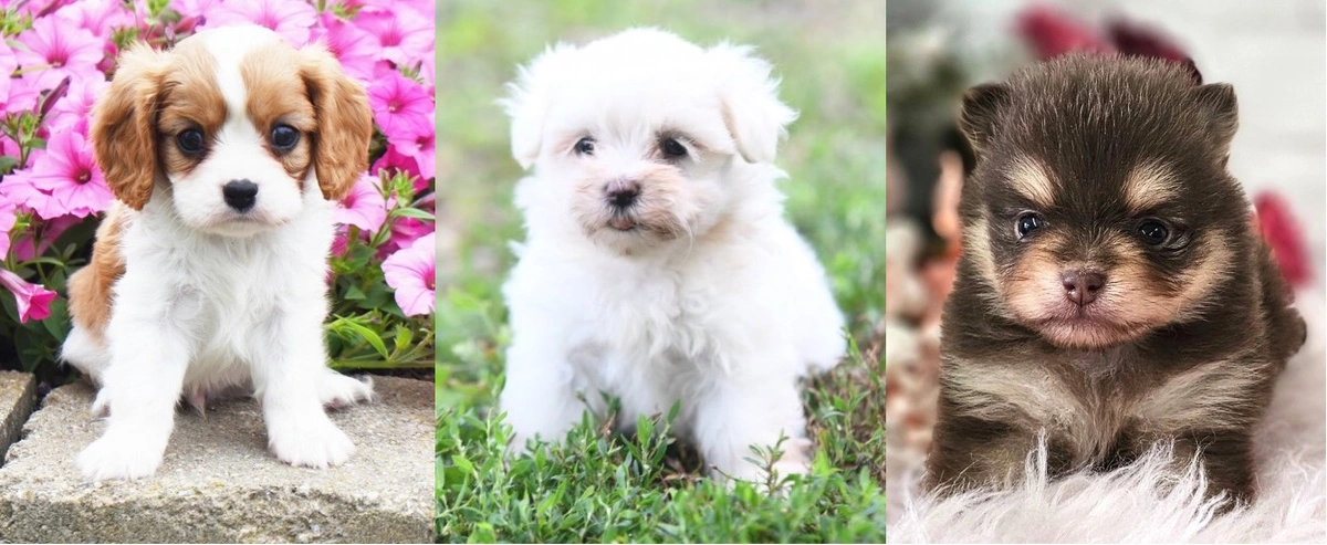 All About the Toy Group! | PuppySpot