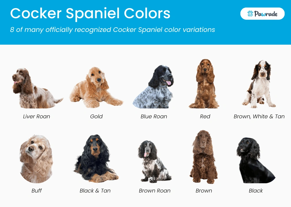 Cavalier King Charles Spaniels vs. Cocker Spaniels - Pawrade.com