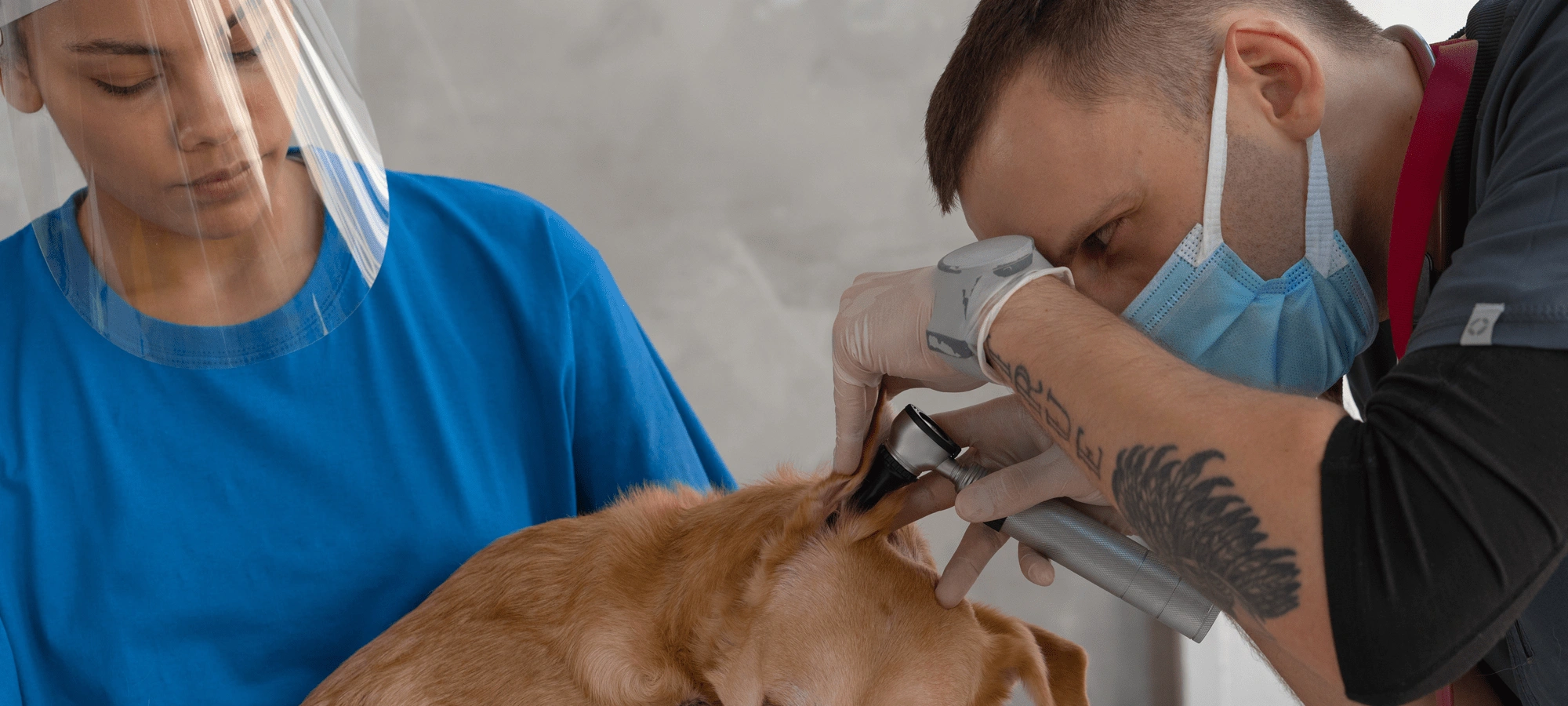 20 Fastest-Growing Careers (2022)