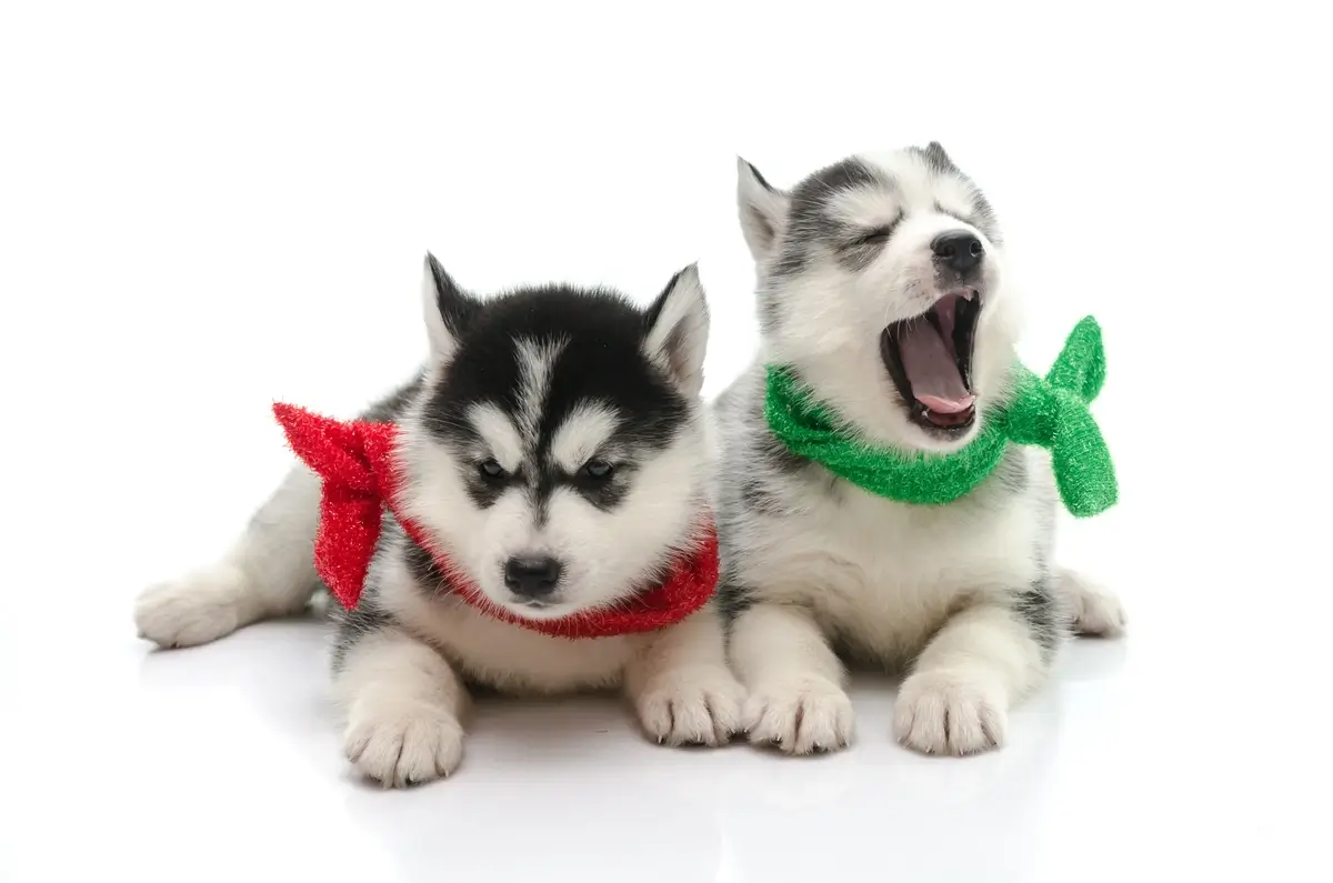 Tips For Raising 2 Puppies At Once - Pawrade.com