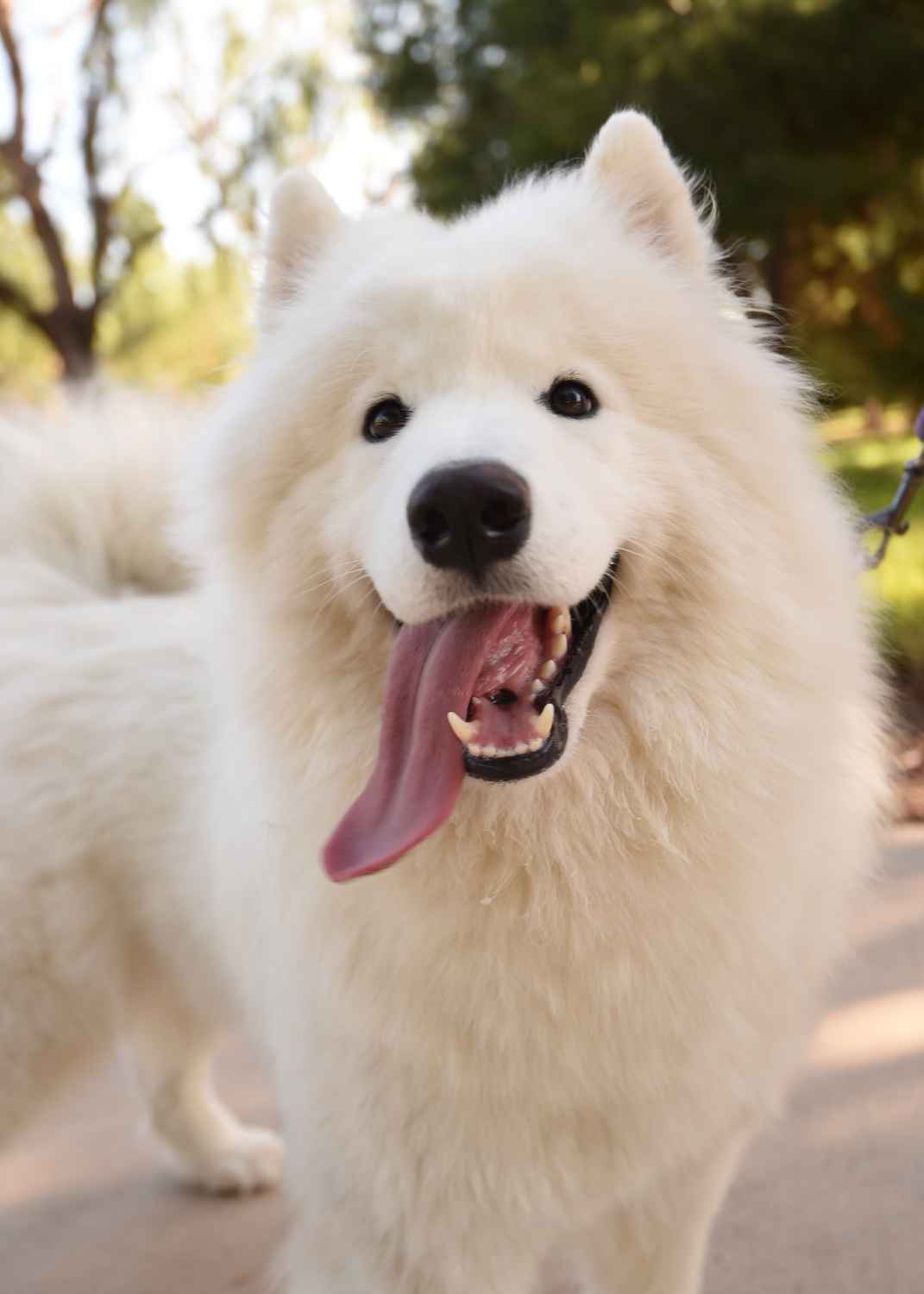The Ultimate Samoyed Puppy Ownership Guide - Pawrade.com