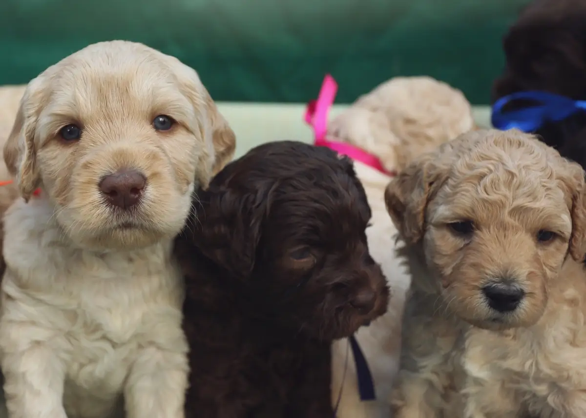 A Comprehensive Guide to Doodle Ownership - Pawrade.com