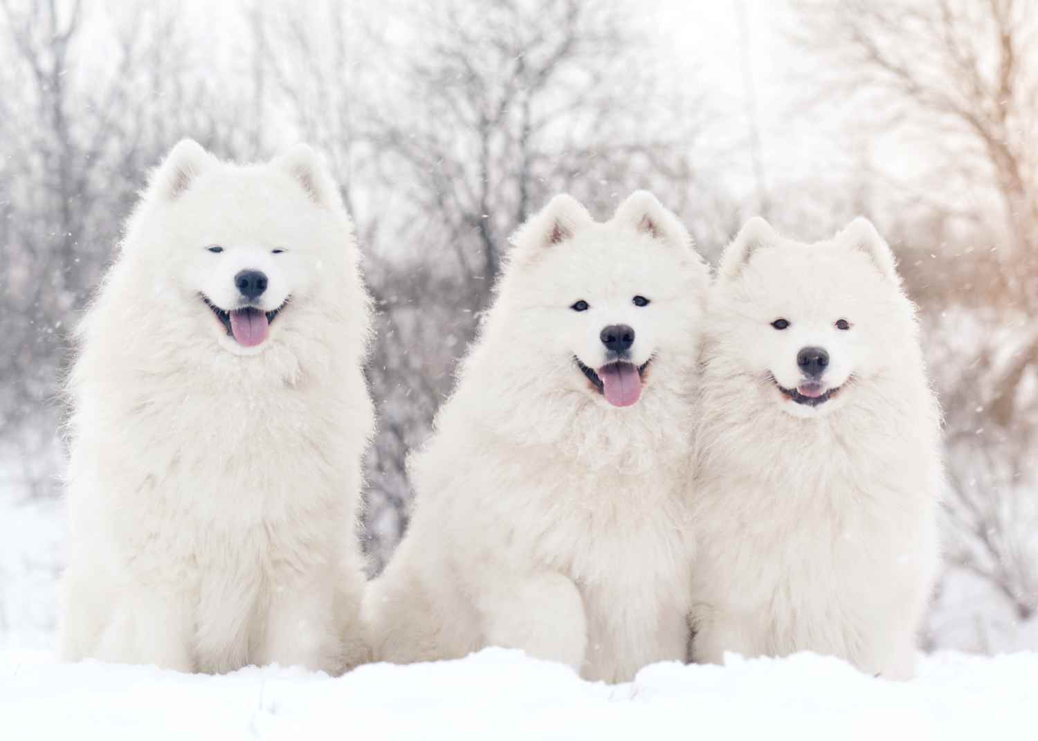 The Ultimate Samoyed Puppy Ownership Guide - Pawrade.com