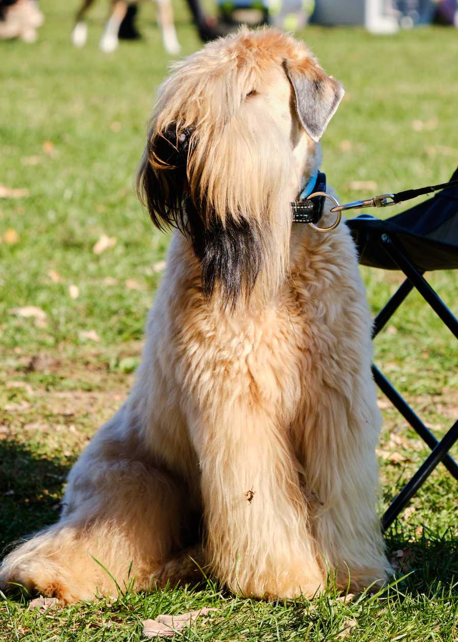 10 Terrific Terrier Dog Breeds to Know - Pawrade.com