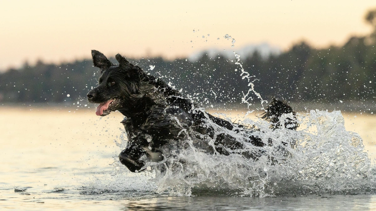 A Deep Dive Into Water Dogs | PuppySpot