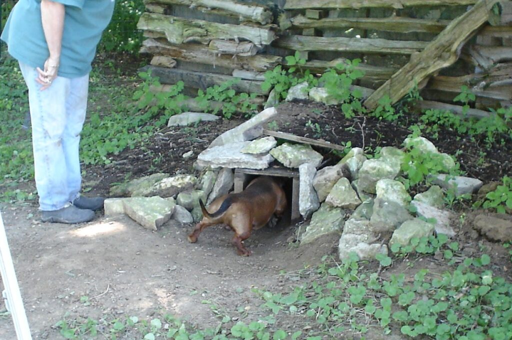 Introduction to Dog Sports For Puppy Owners - Pawrade.com