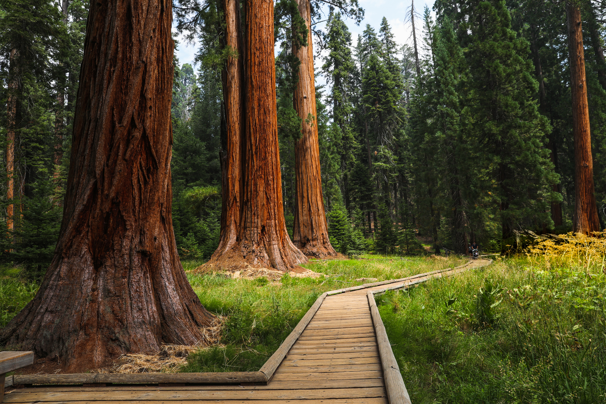 Tips & Tricks for Seeing California's Mighty Redwoods | La Mesa RV | RecVan