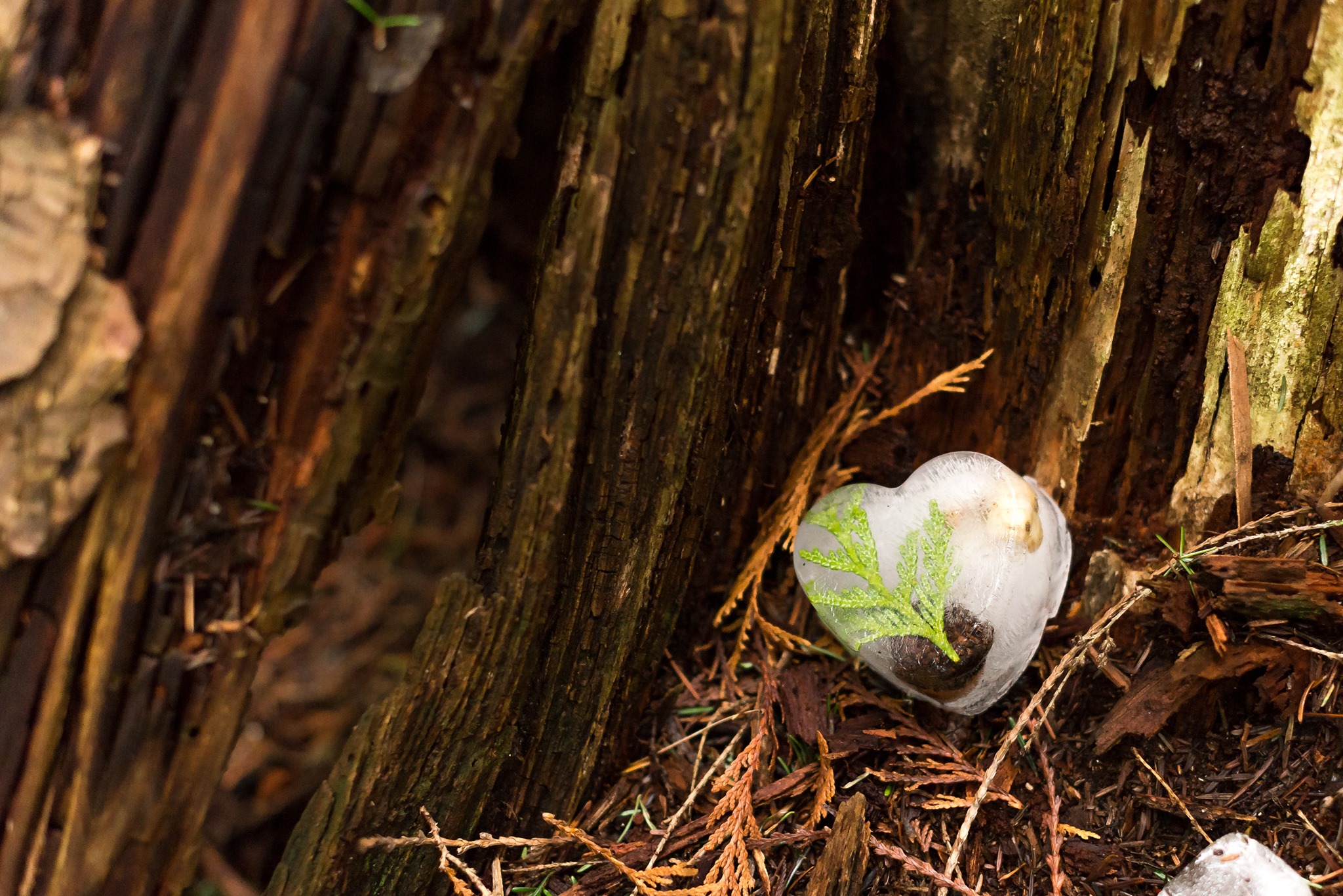 4 Nature Activities to Celebrate Valentine's Day with Kids | Tinkergarten