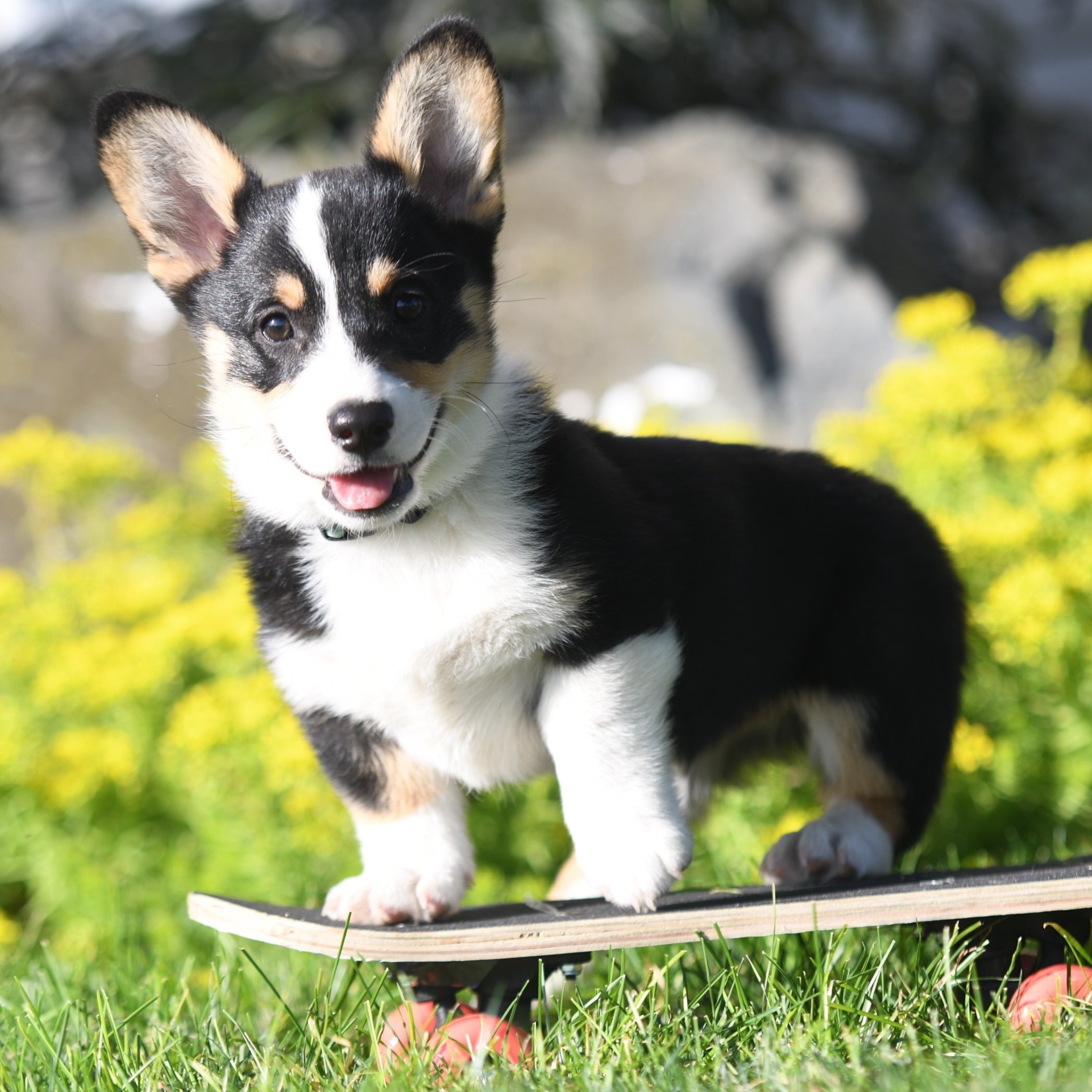 All About The Herding Group | PuppySpot