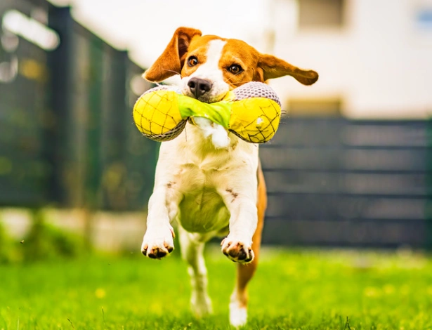 The Ultimate Guide to Dog Photography Tips - Pawrade.com